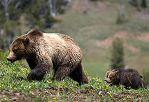 Jutarnji list - Mlada medvjedica stradala u udaru automobila