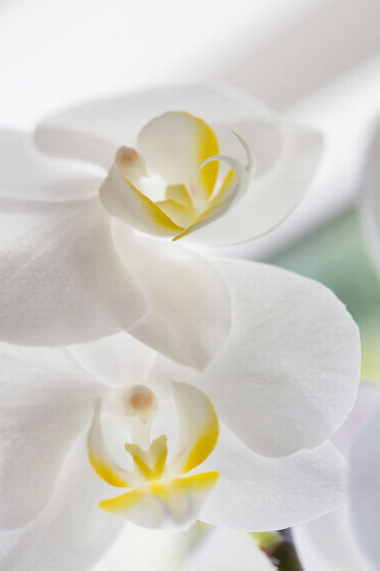 Dom i dizajn - Njega orhideja