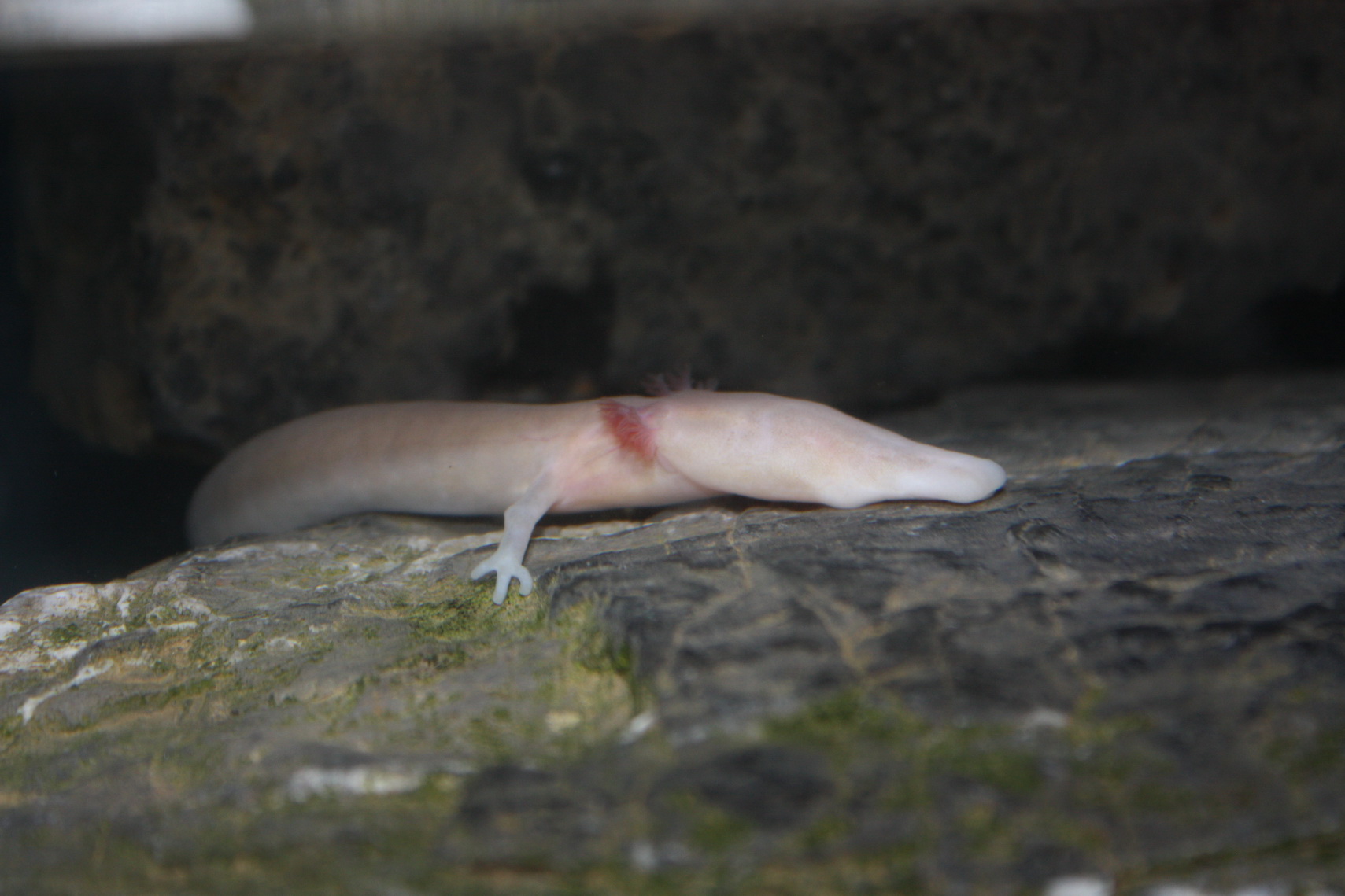 Jutarnji list - EGZOTIČNA ZIMA Razotkrivanje apetita čovječje ribice i ...