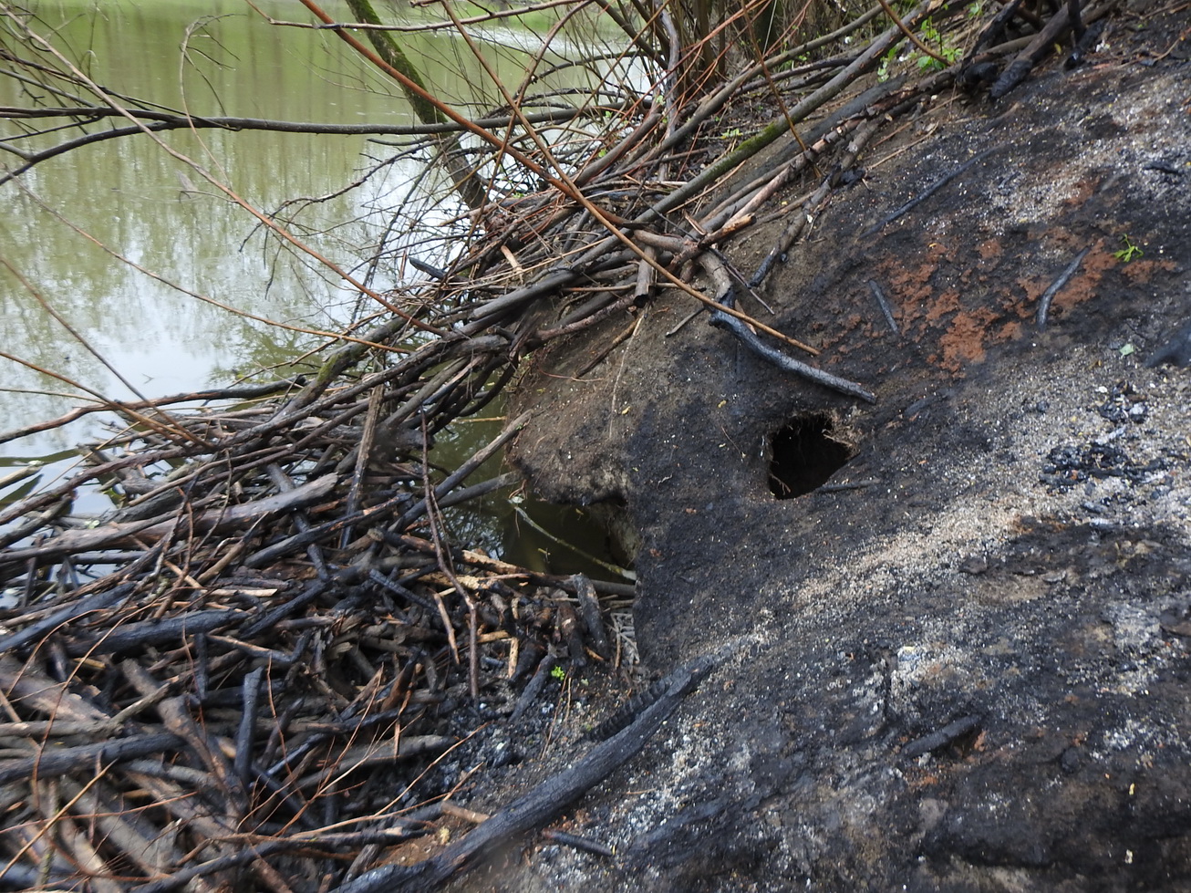 Jutarnji list - DABROVI IZ ZAPALJENE NASTAMBE U LONJSKOM POLJU SU ŽIVI ...