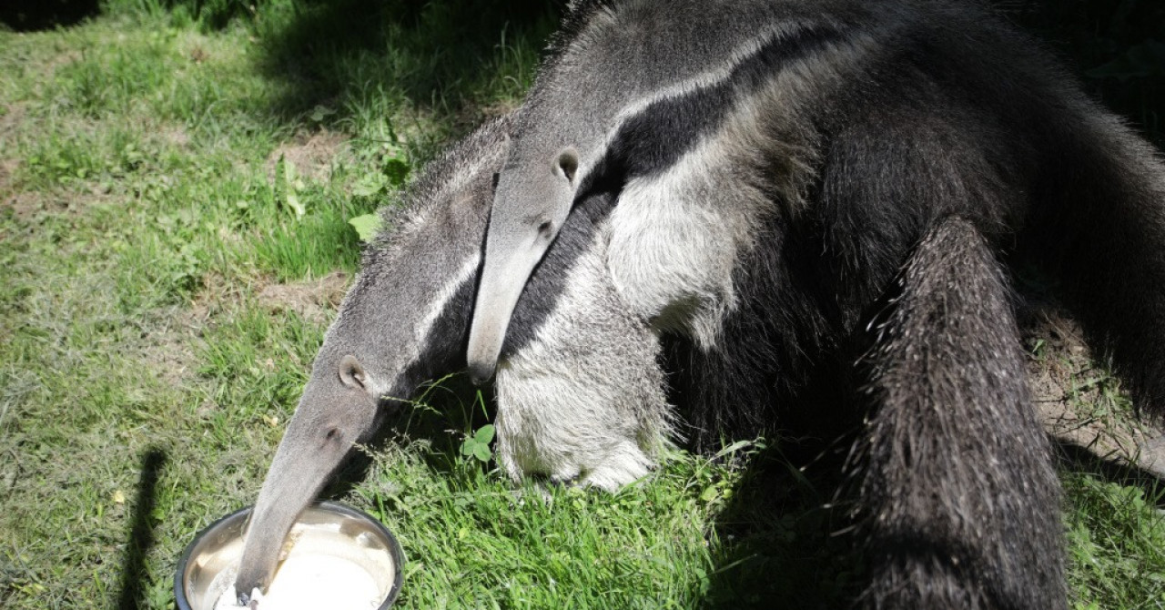 Jutarnji list - VIDEO: GLUMCI IZ SMOGOVACA DALI IME DIVOVSKOM MRAVOJEDU ...