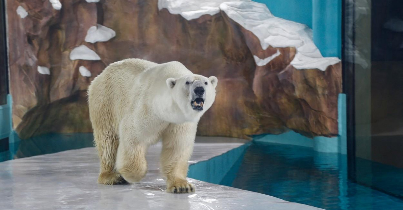 Jutarnji list - U Kini otvoren prvi hotel na svijetu u kojem gosti mogu gledati zatočene polarne ...