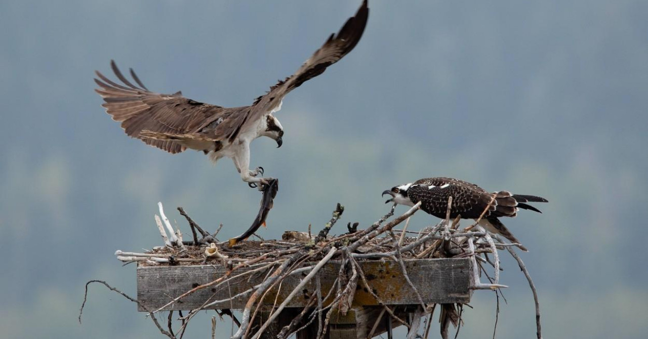 Jutarnji list - Motornom pilom srušili stup na kojem je bilo gnijezdo ...