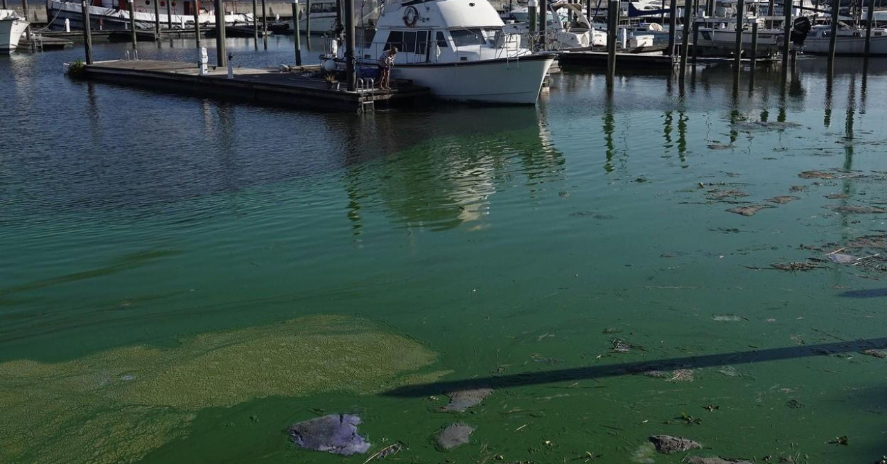 Jutarnji list - Počelo cvjetanje algi, mrtve ribe plutaju površinom ...