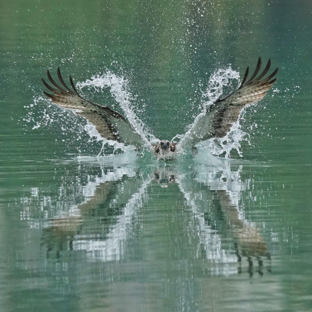 Jutarnji list - ‘Orao pao, orao pao!‘: Mađarski par na Dunavu spazio ...