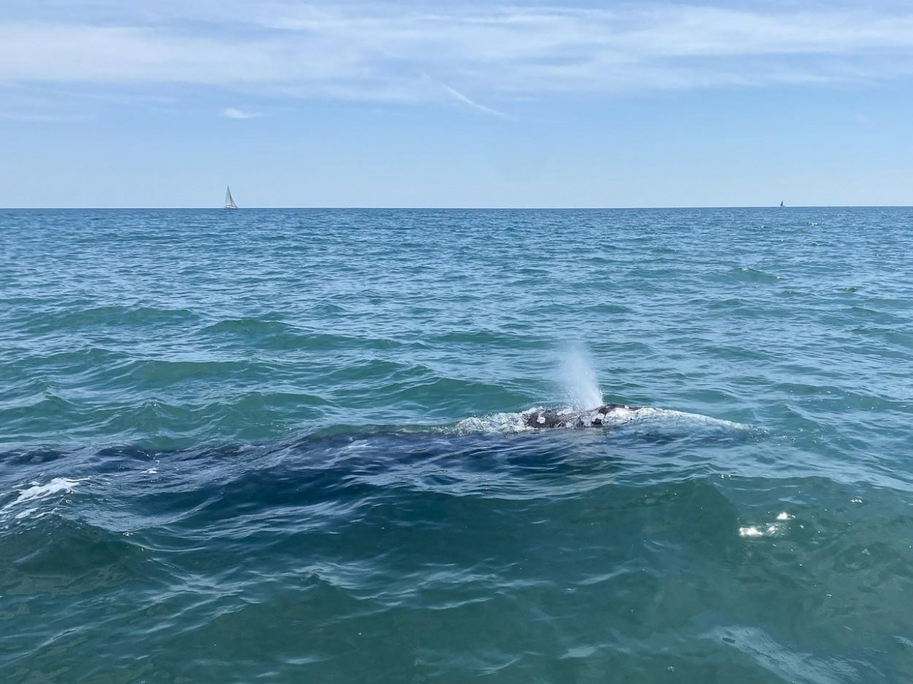 Jutarnji list - Kit prešao 30 tisuća kilometara i postao svjetski ...