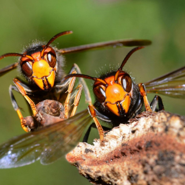 Jutarnji list - ‘Invazivne strane vrste su u svijetu jedna od pet ...