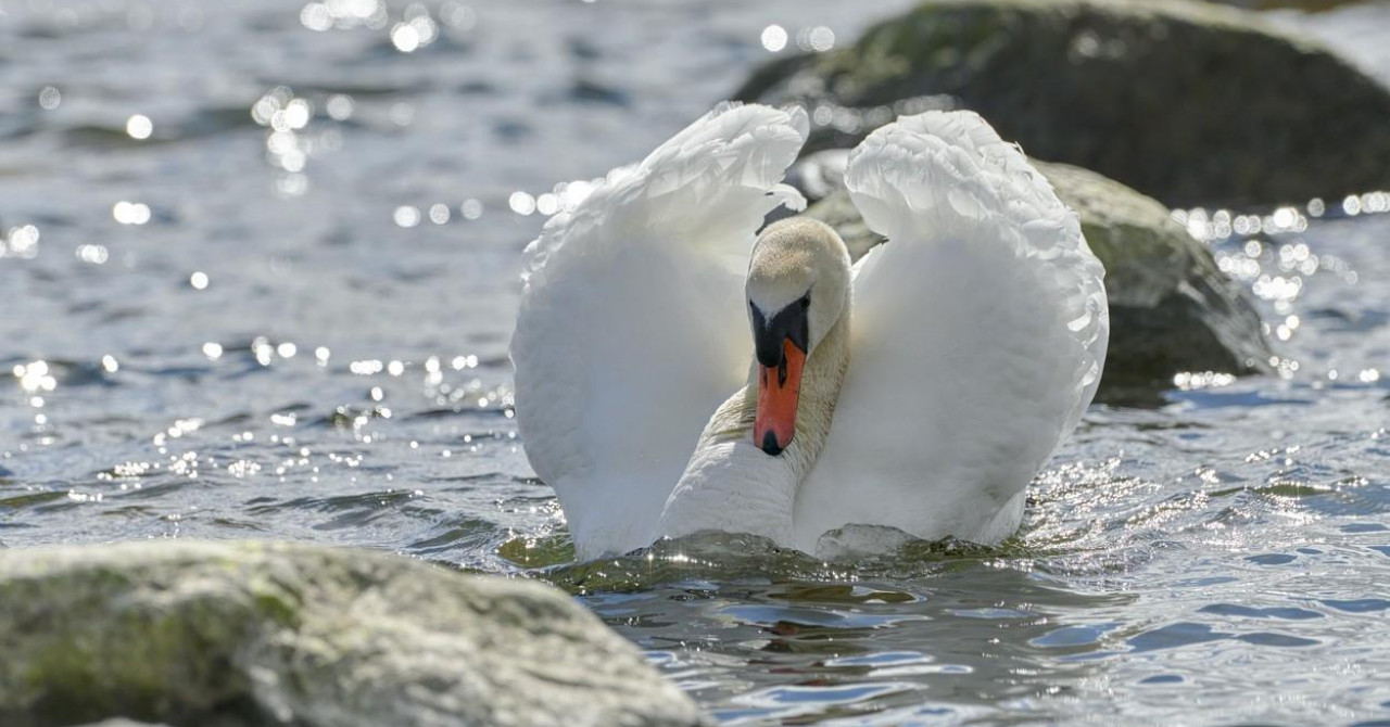 Jutarnji list - Svjedok smrti labuda: ‘Policija nije uzela moj iskaz ...