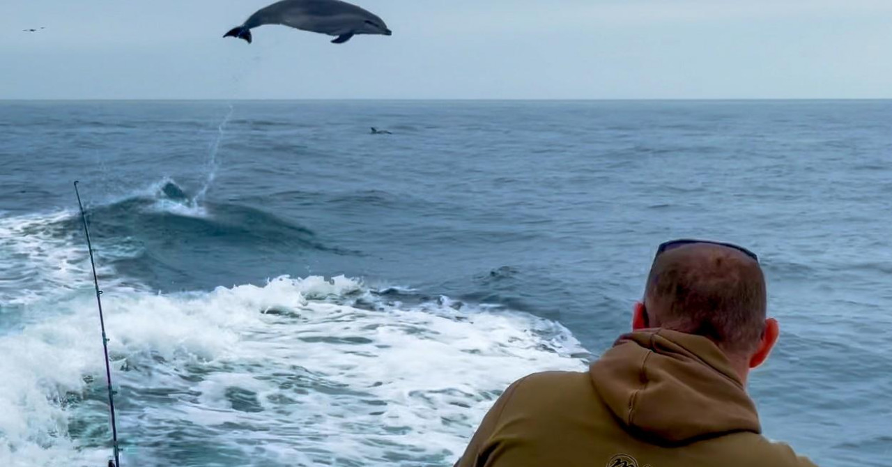 Jutarnji list - Želite postati stručnjak za dupine, kitove i medvjedice ...