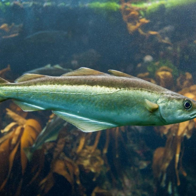 Jutarnji list - Ljudi su na ovoj lokaciji uništili populaciju bakalara ...