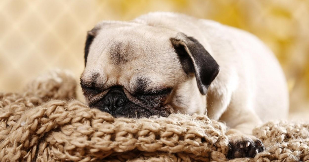 Jutarnji list - Umorni mops postao zvijezda Instagrama svojim ‘ludim ...