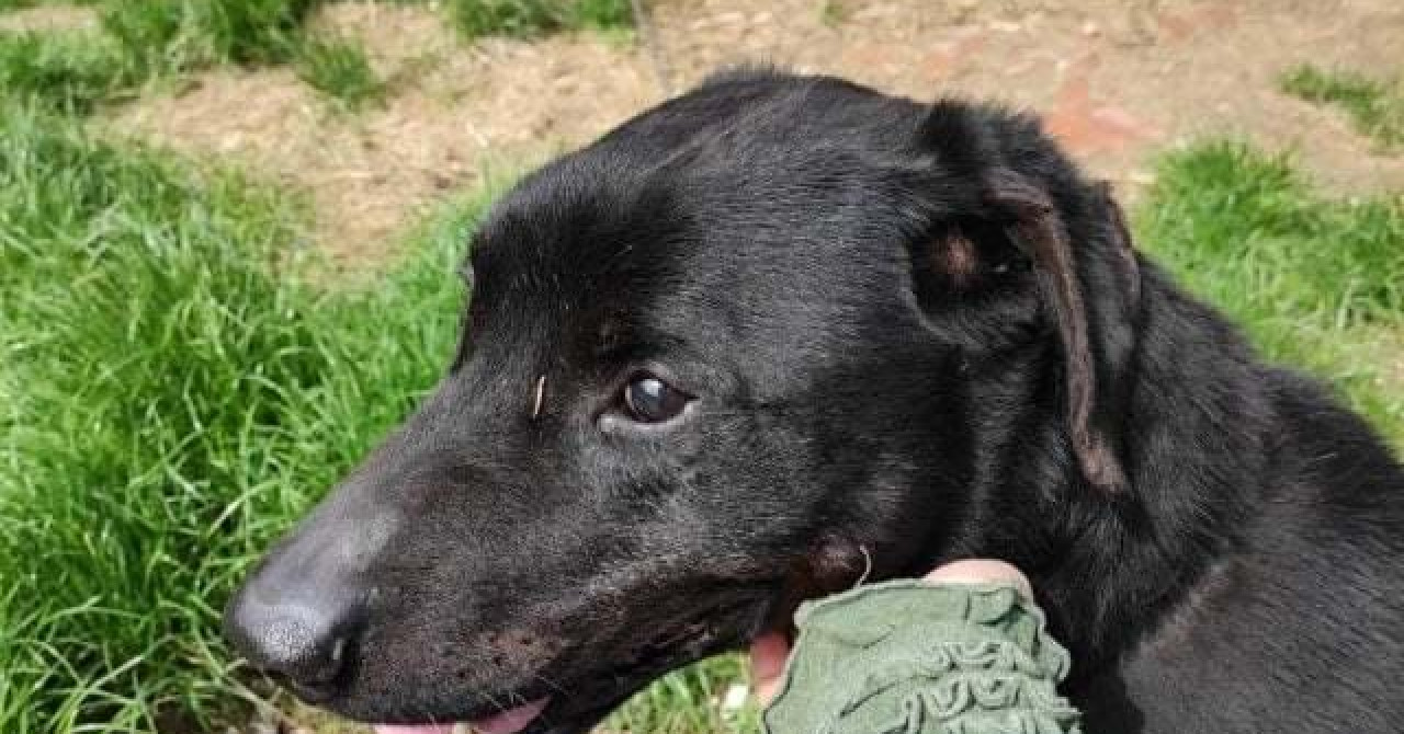 Jutarnji list - Psa Nera iz Krapine više nema: ‘Vlasnica ga je ...