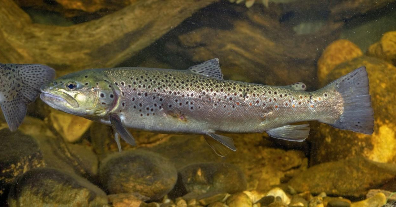 Jutarnji list - Institut objavio molbu građanima: ‘Pomozite nam, radi ...