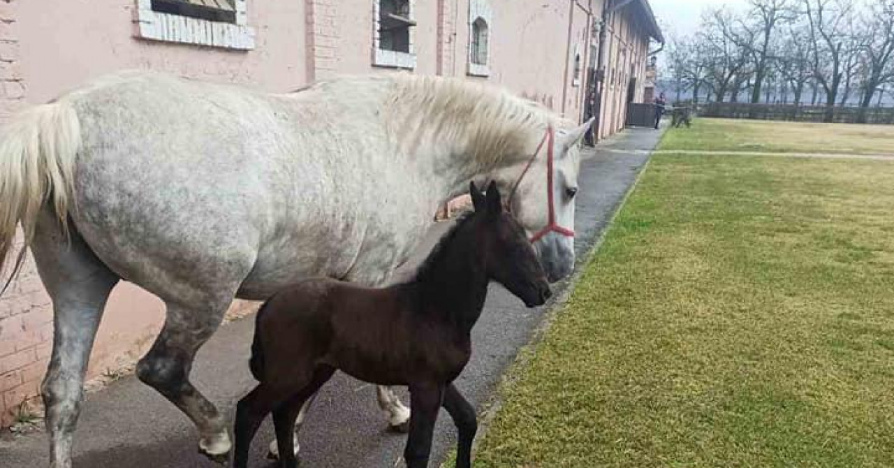 Jutarnji list - Lijepe vijesti iz domaće ergele: Na svijet stigla malena lipicanerka Mara!