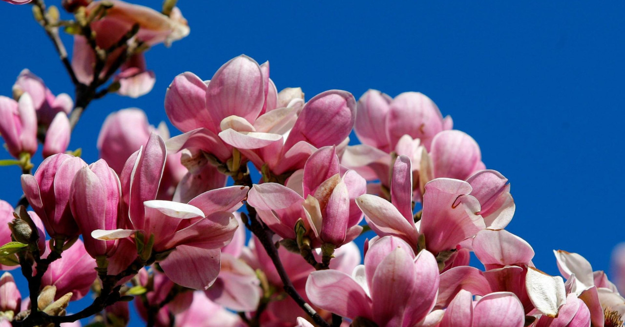 Dom i dizajn - Veliko stablo za male vrtove: Magnolije se razmnožavaju ...