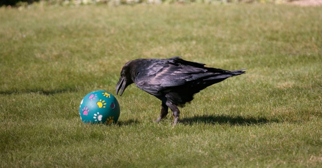 Jutarnji list - Video: Evo još jednog dokaza da su gavrani zaista ...