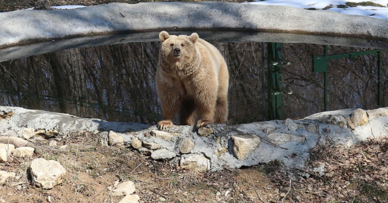 Jutarnji list - Oproštaj od nesretne cirkuske medvjedice: ‘Počivaj u miru sad. Zaslužila si to ...