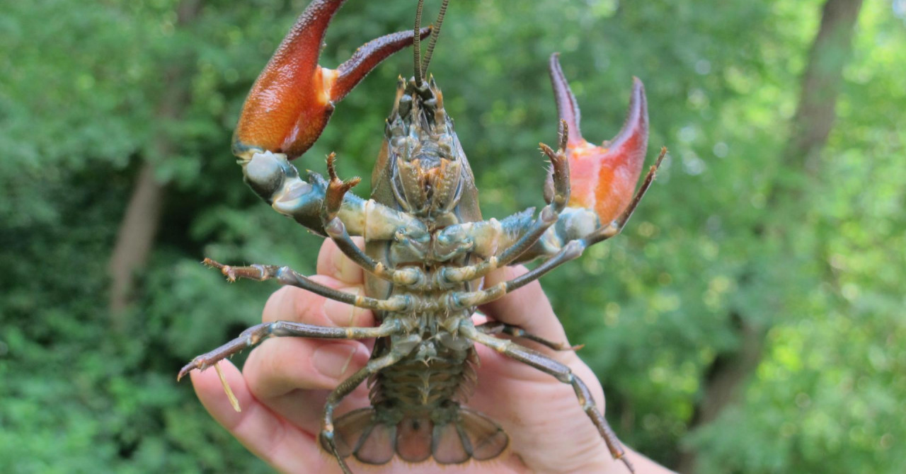 Jutarnji list - Tri invazivne vrste rakova u Hrvatskoj: signalni rak ...