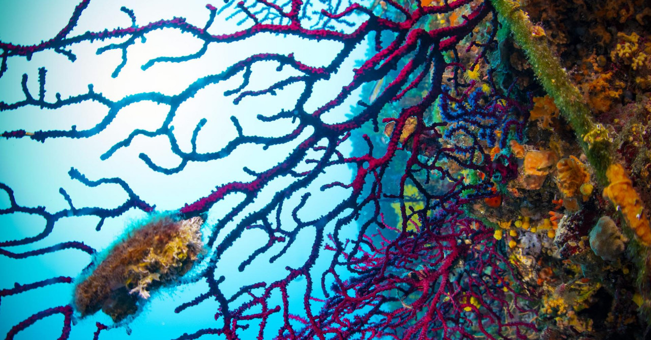 Jutarnji list - Prirodni antidepresiv ispod mora: Ljubičasta gorgonija ...