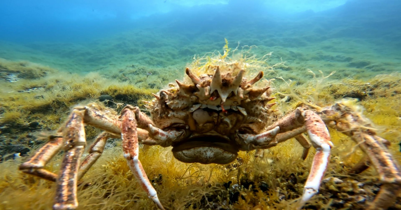 Jutarnji list - Velika rakovica: Vidjet ćete ih u plićaku, a krv im ...