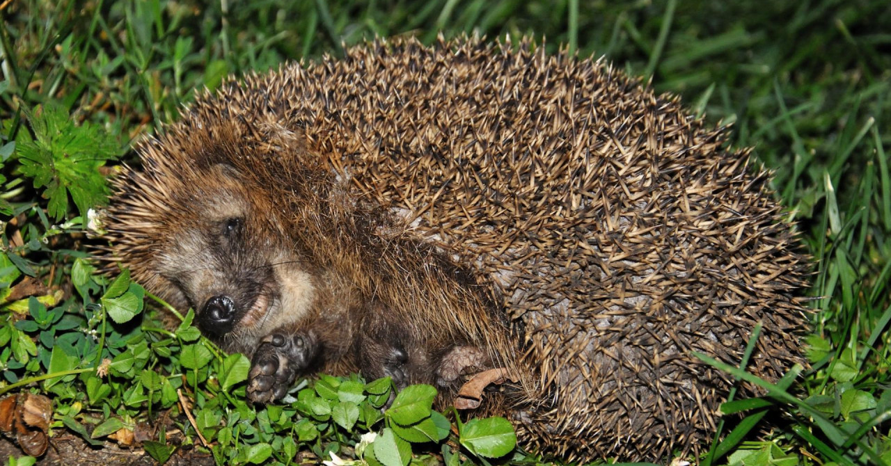 Jutarnji list - Ako nađete opruženog ježa, možda nije mrtav! Evo što ...