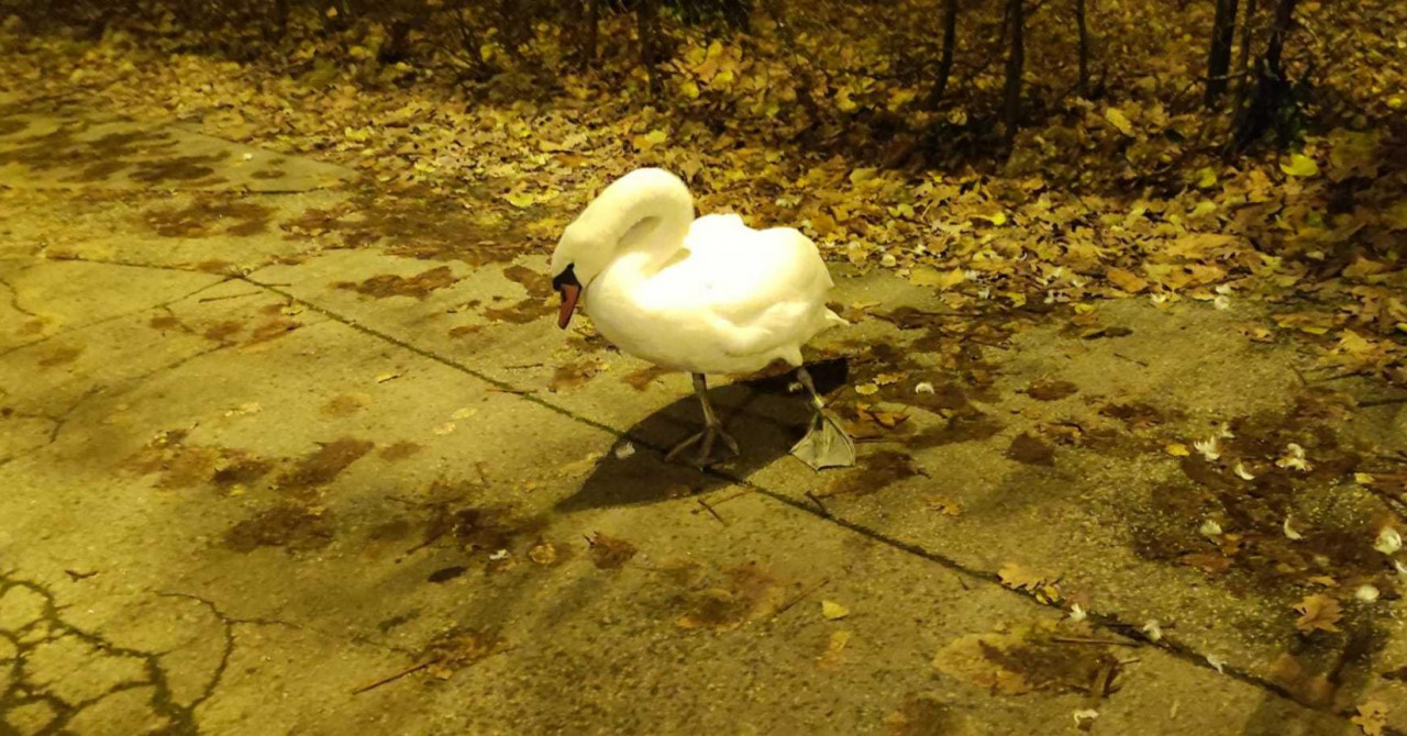 Jutarnji list - Nesvakidašnja akcija Zagrebačkih cesta, Dumovca i ...