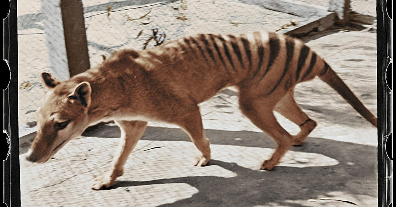 Jutarnji list - Pronađen je zadnji tasmanijski tigar. No, ne na mjestu ...