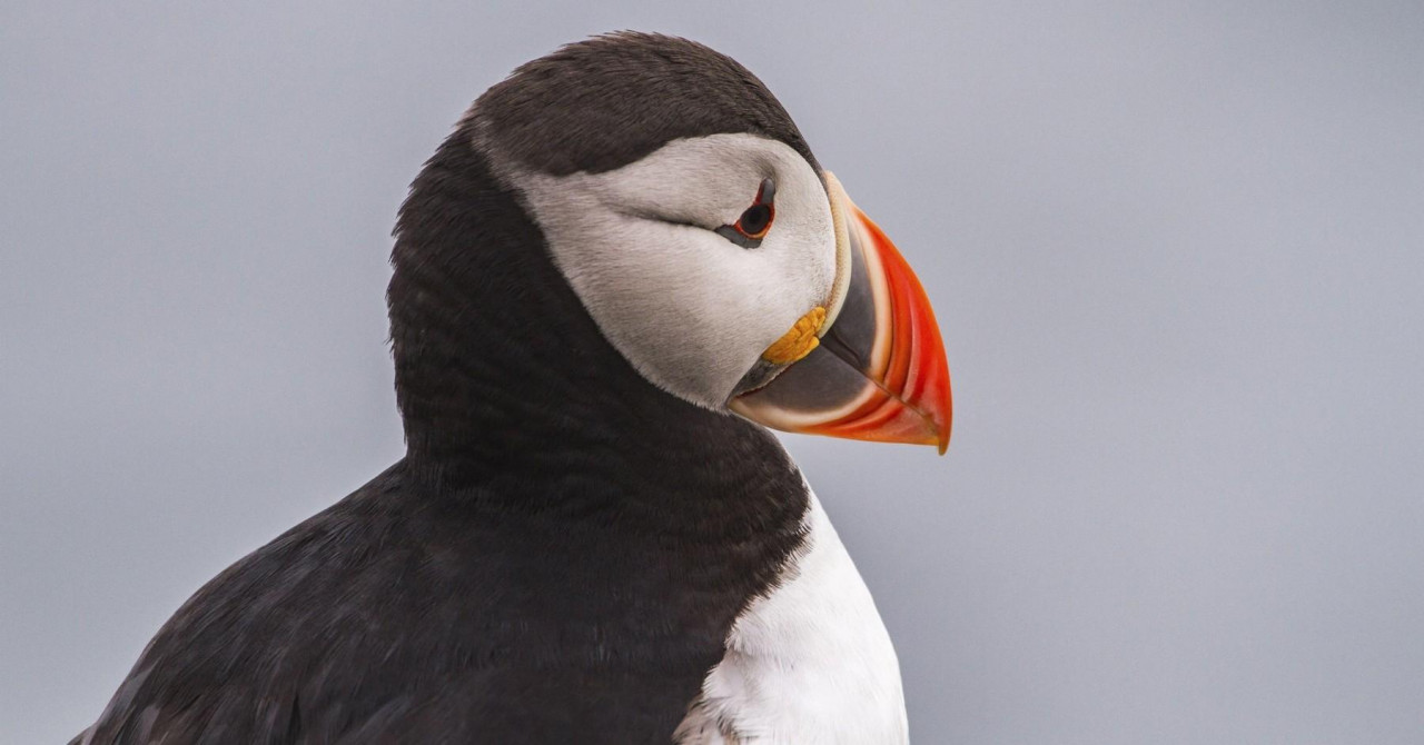 Jutarnji list - Morski papagaji izumrijet će do kraja stoljeća, a isto ...