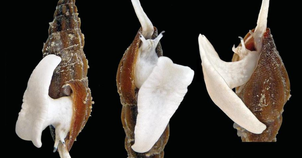 Jutarnji list - U Dalmaciji otkrivena nova vrsta puža, koji je ime ...