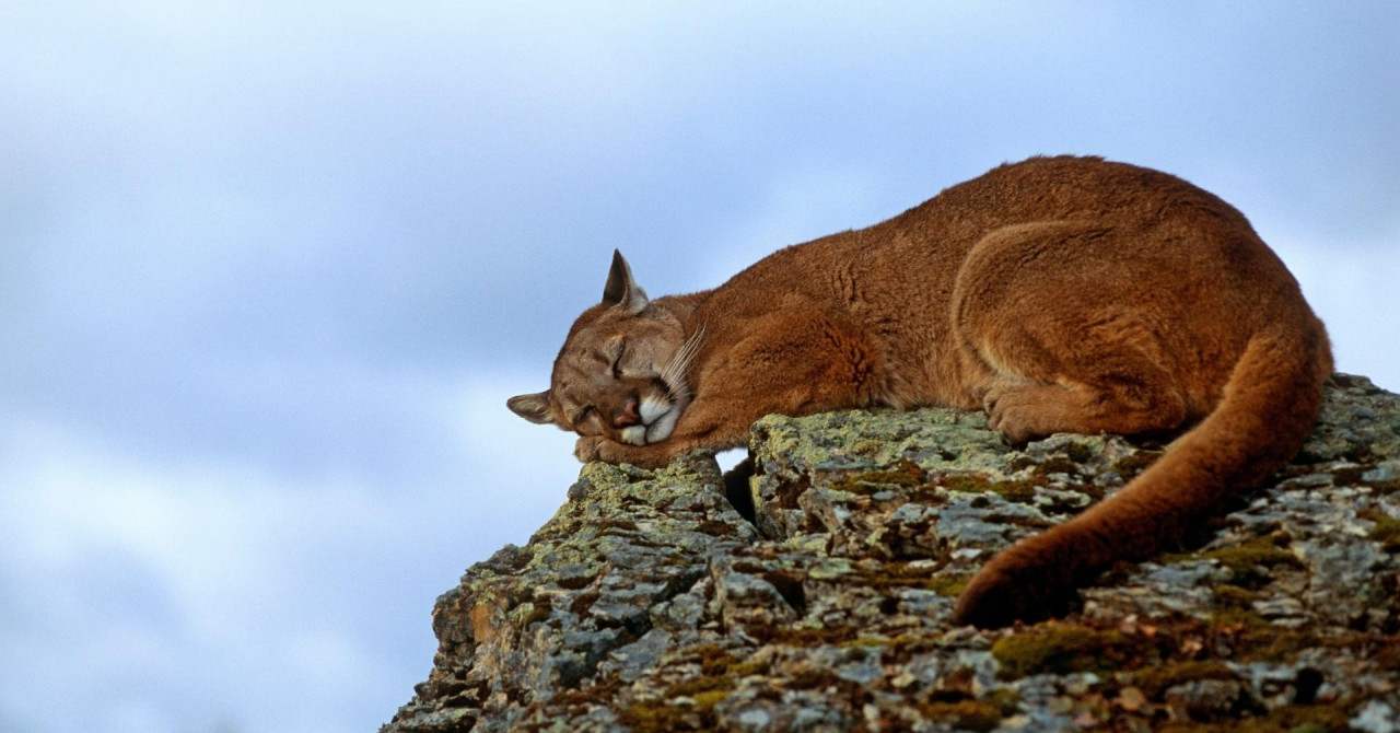 Jutarnji list - Agencija objavila: 'Ako se nađete na tragu pume ...