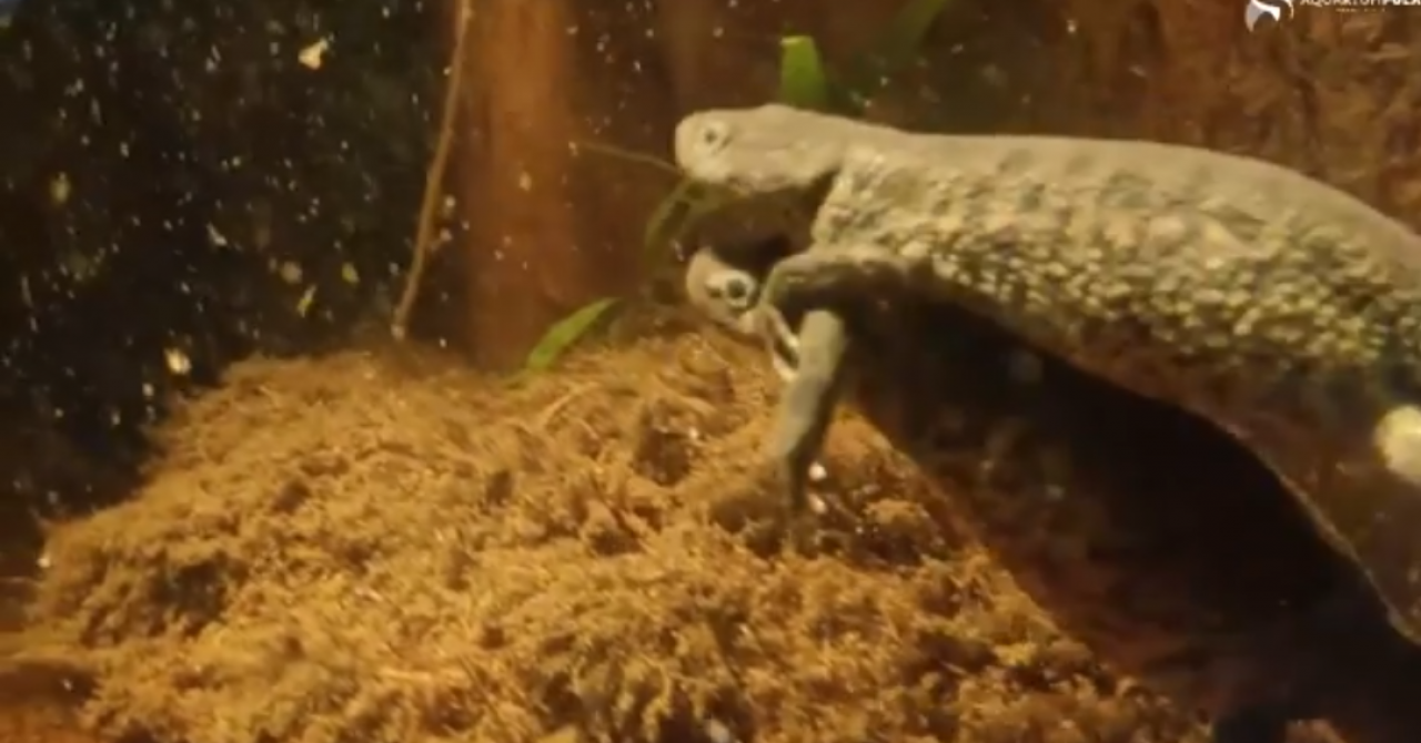 Jutarnji list - Znate li kako izgledaju iberijski rebrasti vodenjaci 'u ...