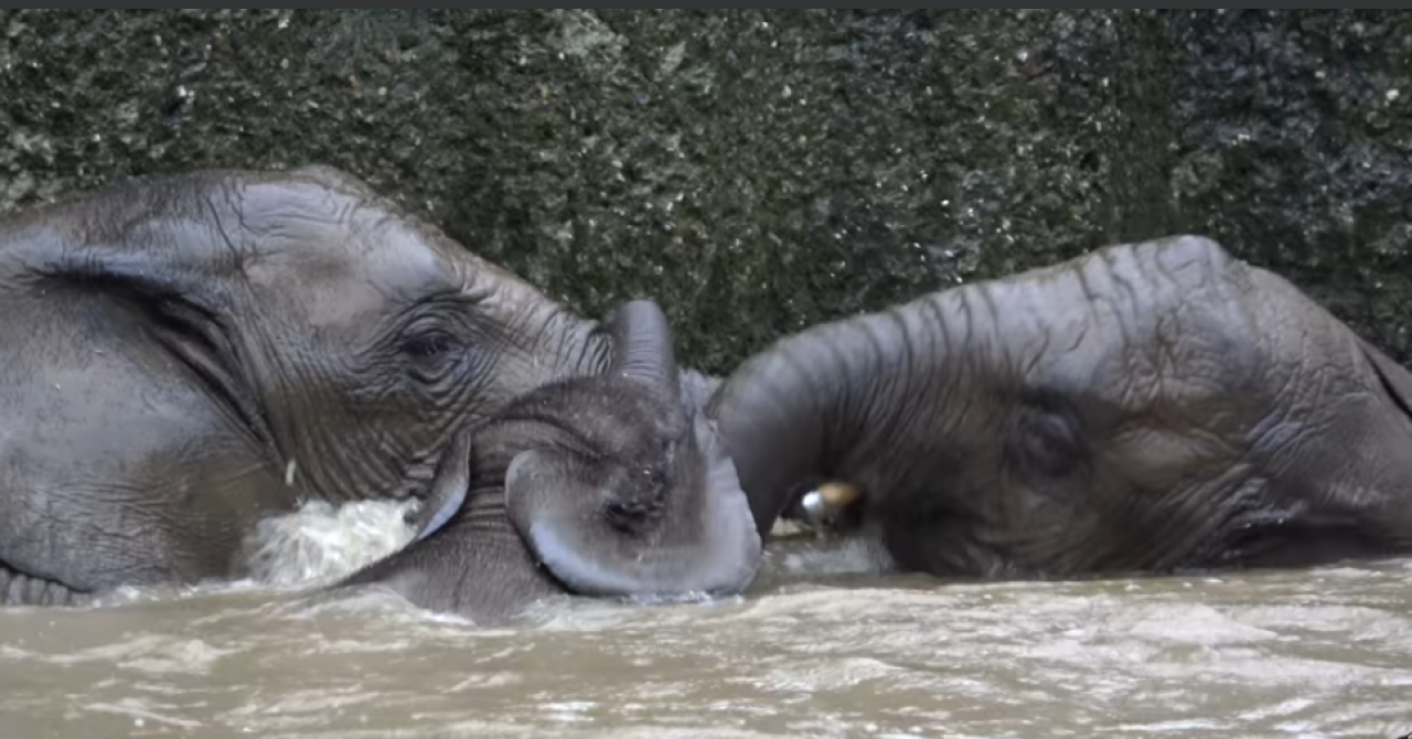 Jutarnji list - Ovako izgleda sreća: Slonovi poludjeli videći kišu i ...