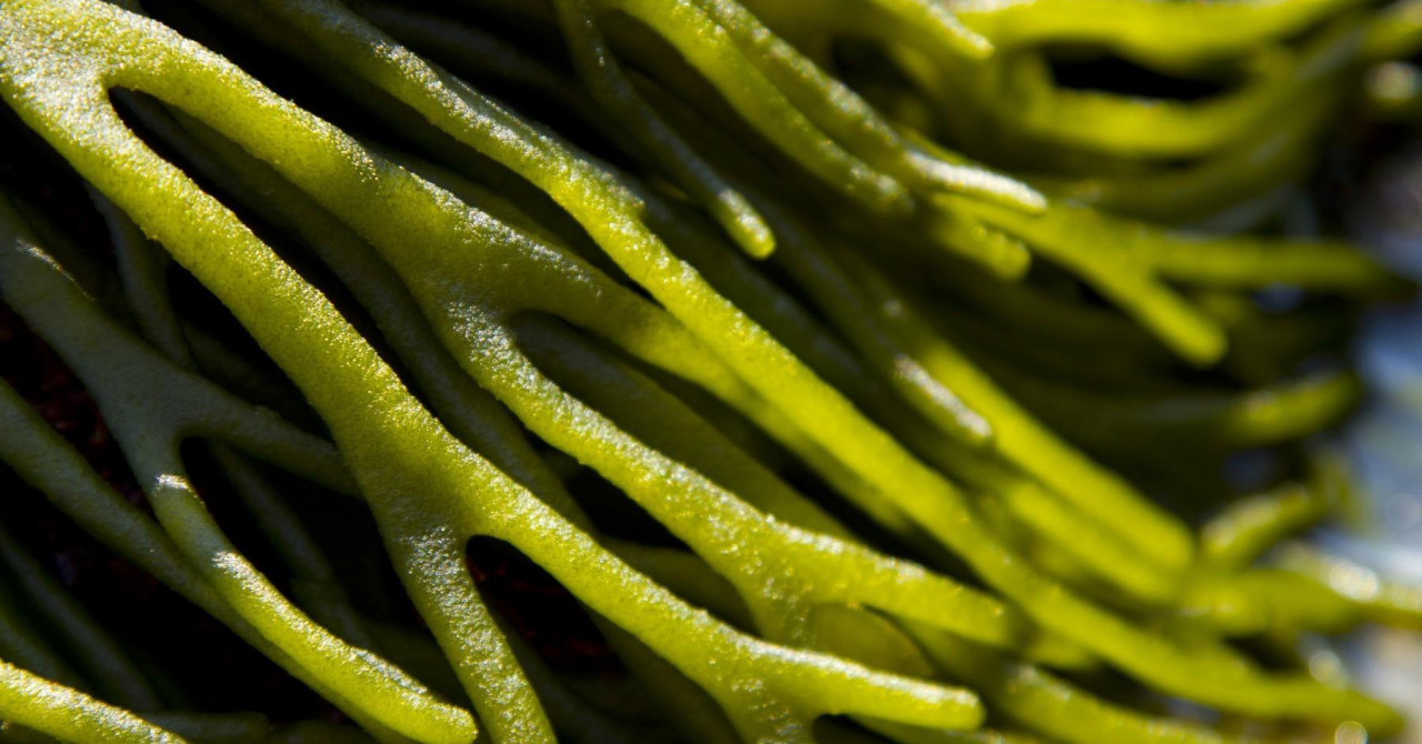 Gloria - Nov sastojak za pomlađivanje dolazi iz zelenih algi, učinak ...