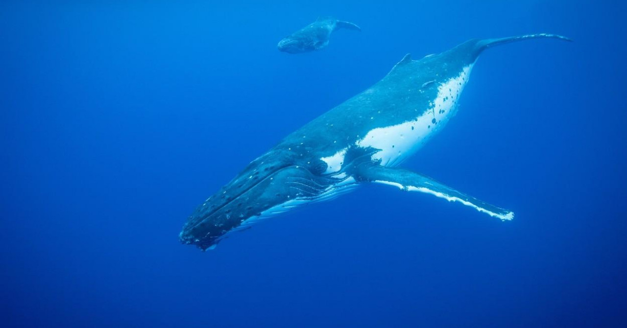 Jutarnji list - Kitove ugrožava zagađenje bukom od rudarenja morskog dna