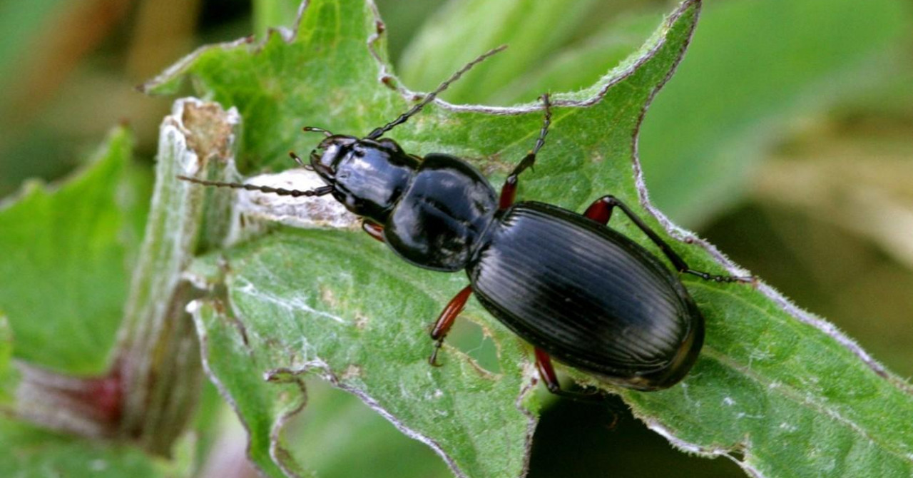 Jutarnji list - Ne biste vjerovali da jedna vrsta kukaca bržih od ...