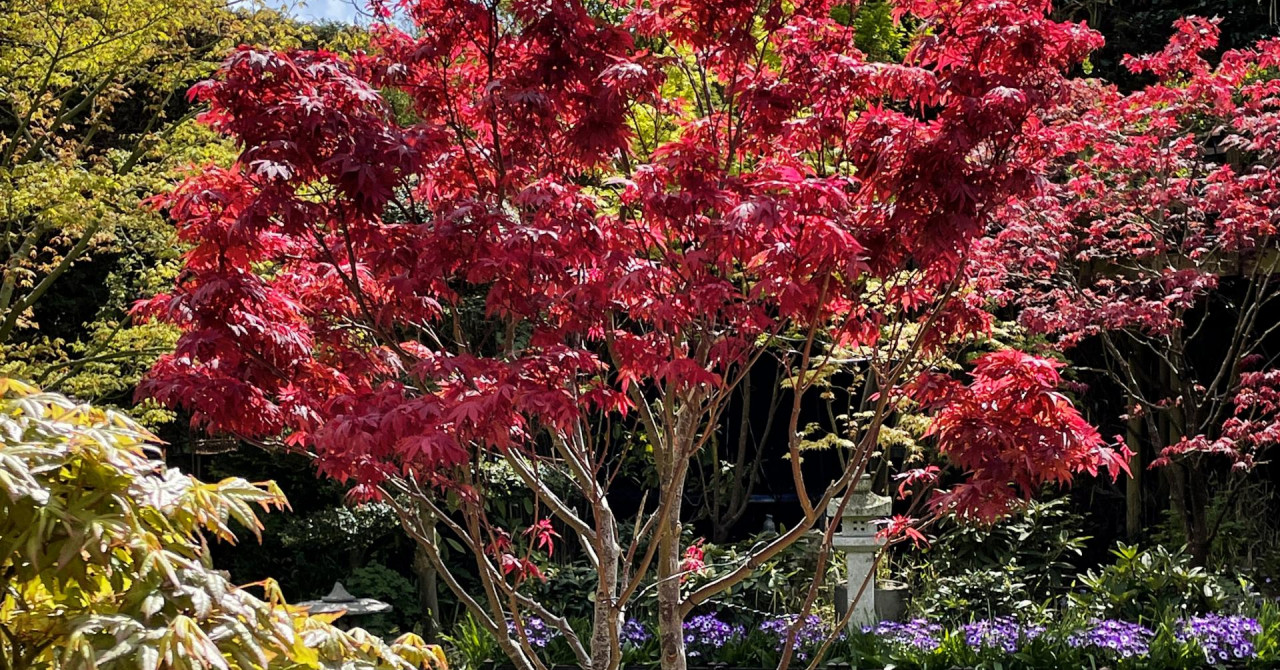 Dom i dizajn - Top 11 stabala za male vrtove: Ova mala stabla sporo ...