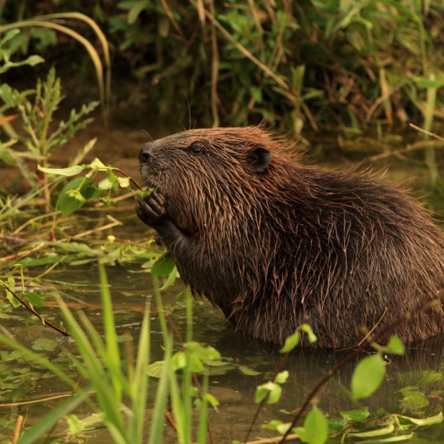 Jutarnji list - U petak se diljem svijeta obilježava Dan dabrova, a evo ...