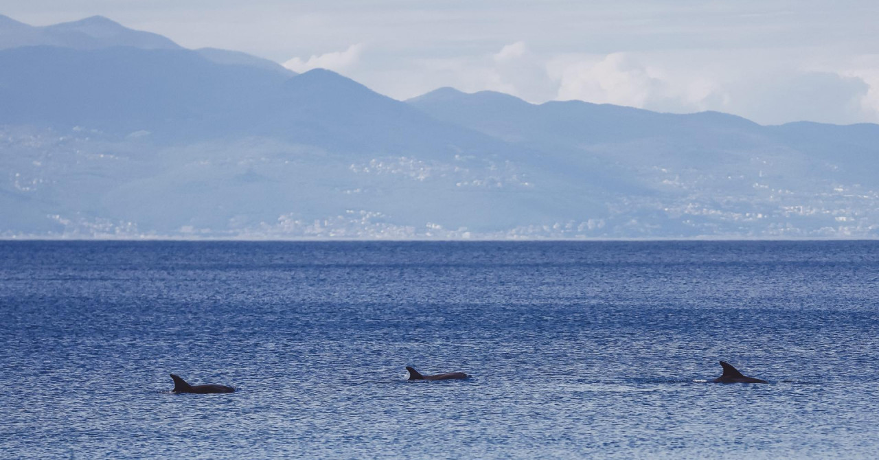 Jutarnji list - Naš fotoreporter snimio je veselu igru dupina u Jadranskom moru