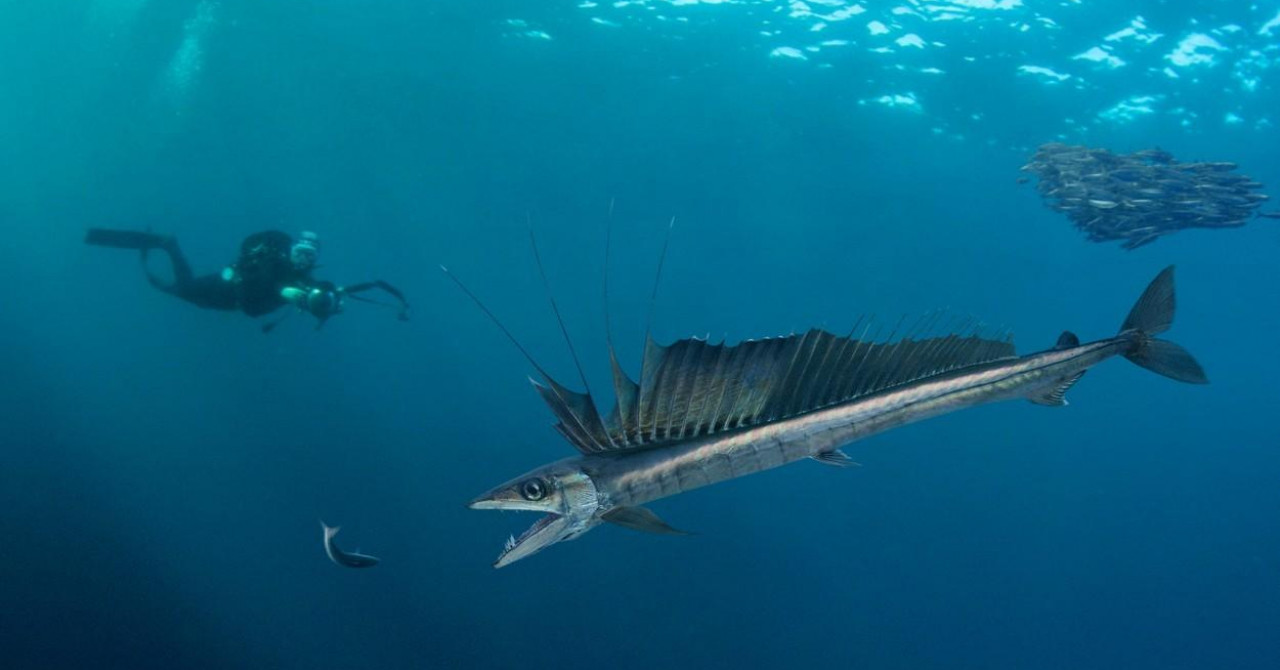 Jutarnji list - Čudne ribe s golemim očnjacima nasukale se na obali ...