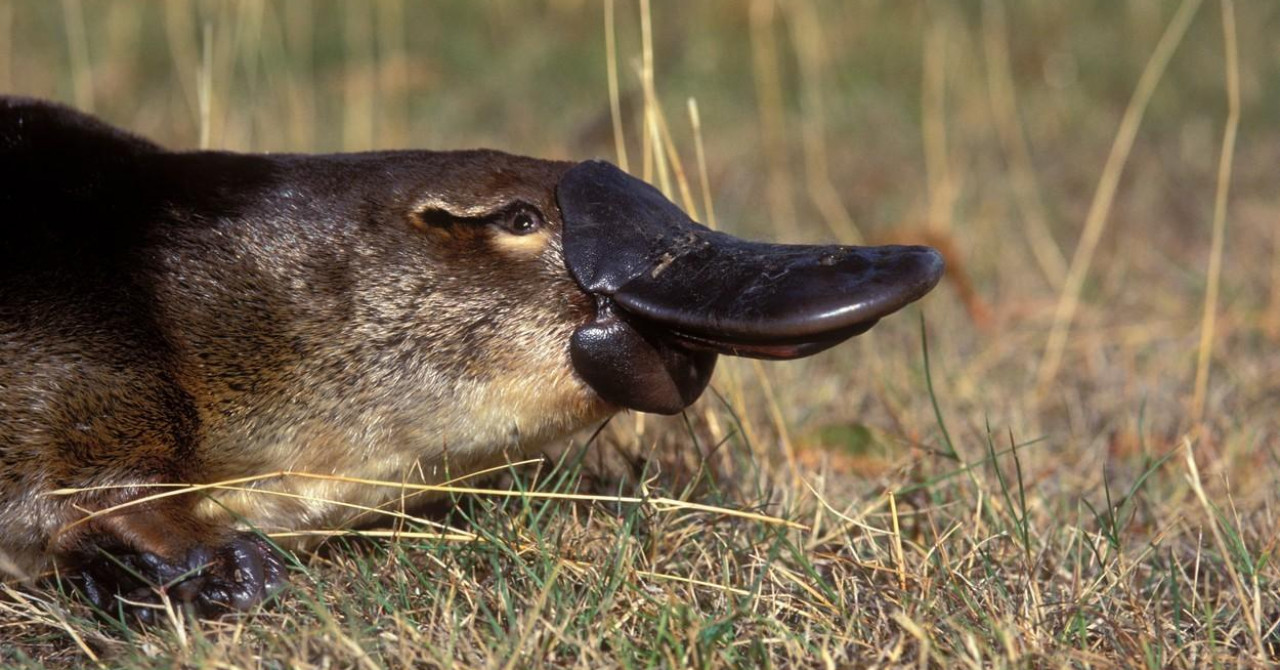 Jutarnji list - Nakon pola stoljeća čudnovati kljunaš vraća se u ...