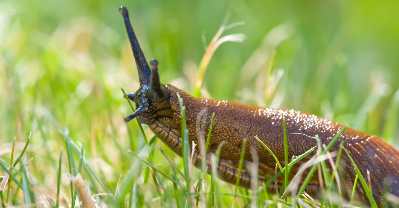 Dom i dizajn - Saznajte kako se riješiti puževa golaća na prirodan način