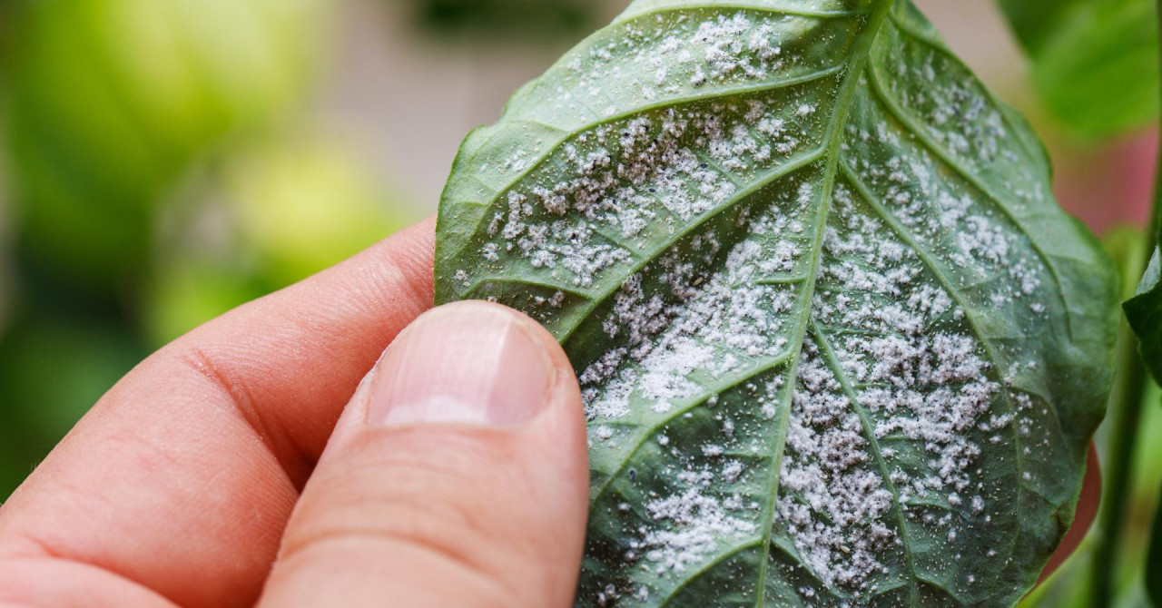 Dom i dizajn - Najbolji način da ubijete lisne uši i brašnaste stjenice ...
