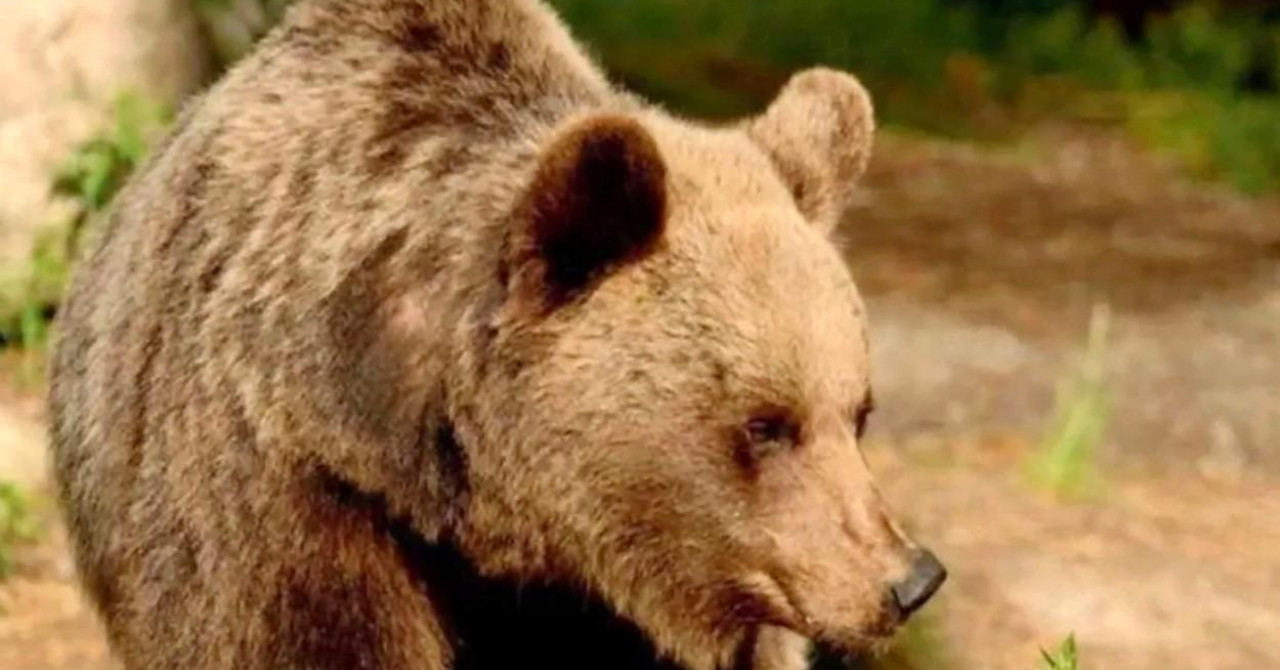 Jutarnji list - Medvjedica koju se sumnjičilo zbog ubojstva trkača mogla bi biti poslana u ...