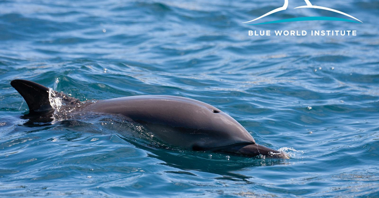 Jutarnji list - Plavi Svijet: Samotni kratkokljuni obični dupini u Riječkom zaljevu i kod Raba