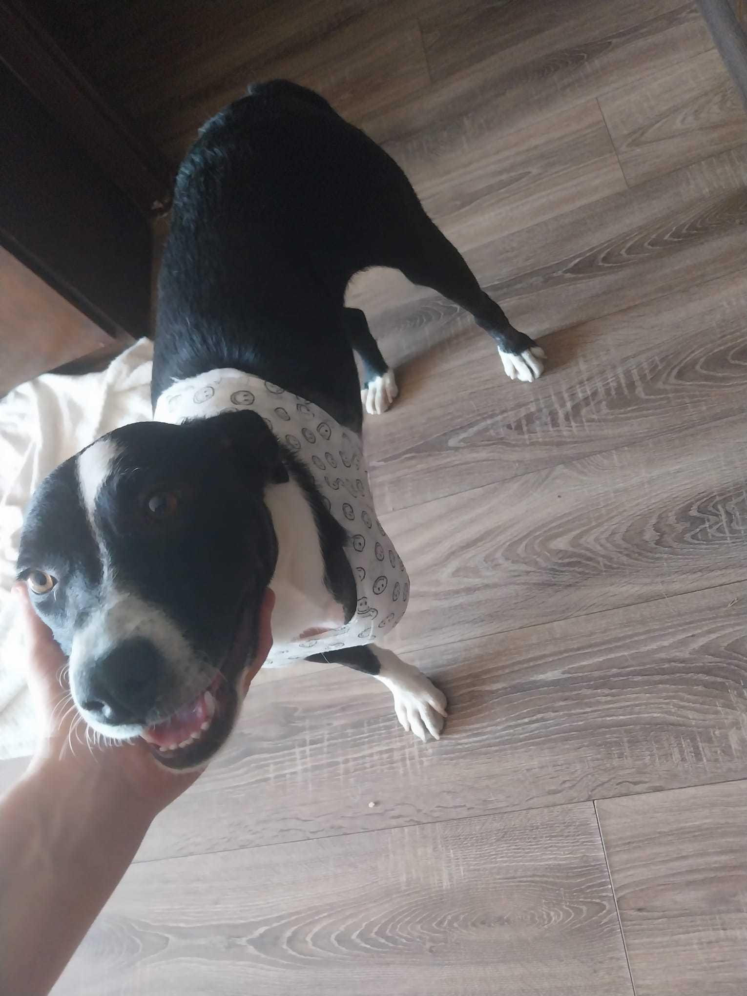 Jutarnji list - Nesretnoj kujici noga je amputirana zbog nemara bivših ...