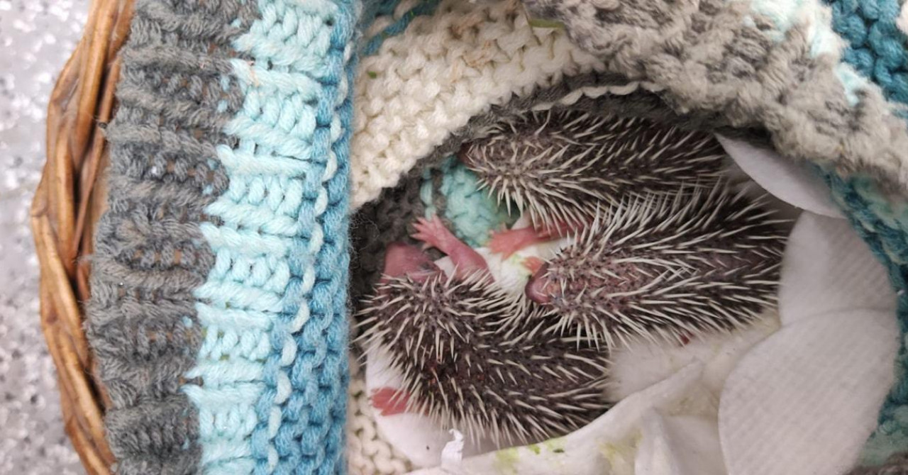 Jutarnji list - Muškarac pronašao tri malena ježa, pogledajte kako se ...