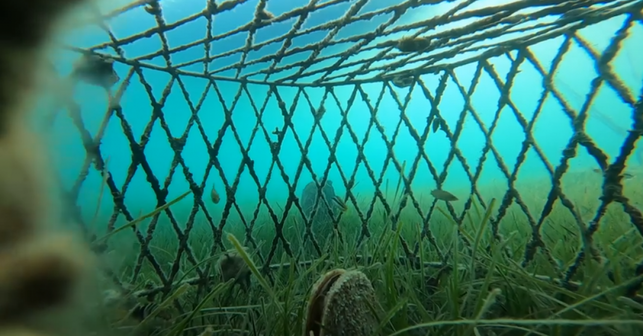 Jutarnji list - Godinu dana nakon pronalaska, periska Mia je zaštićena ...