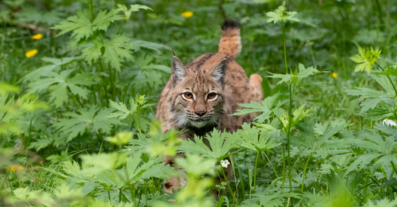 Jutarnji list - U Zadru se održava konferencija na kojoj su se okupili vodeći europski ...