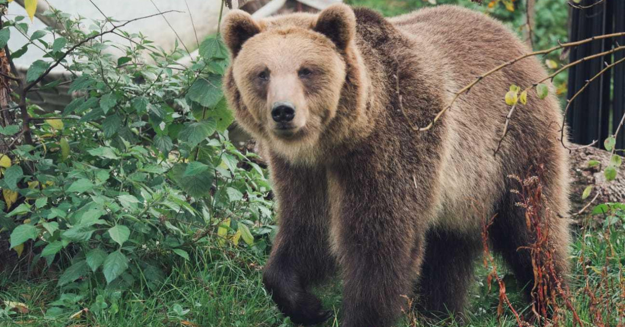 Jutarnji list - Uoči Svjetskog dana zaštite životinja: 'Dođite i ...