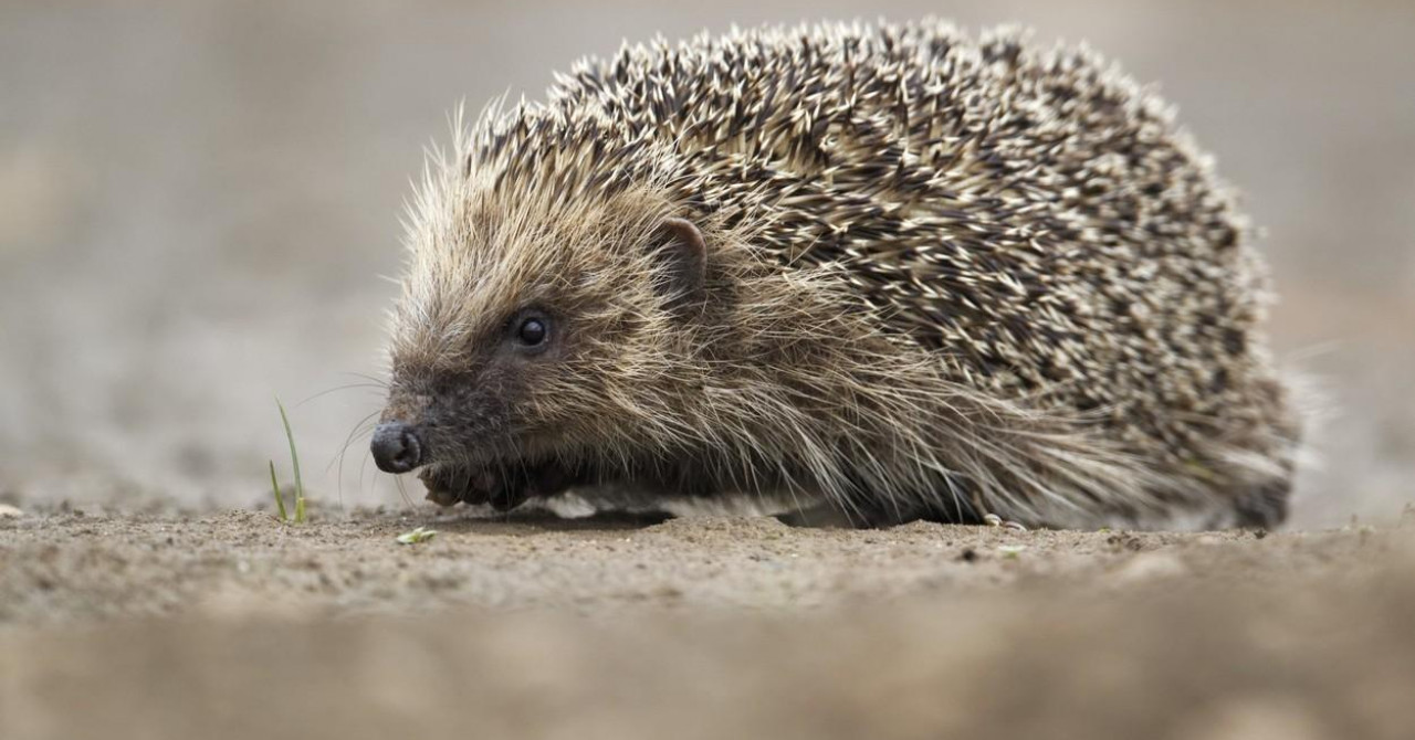 Jutarnji list - Ako negdje pronađete ježa koji izgleda mrtvo, dobro ga ...